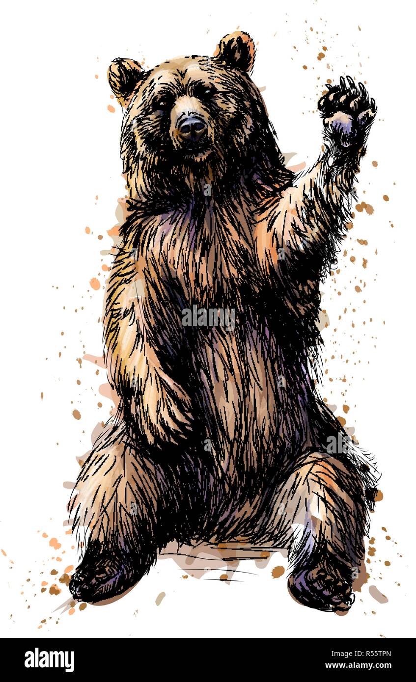 Grizzly Bear Sitting Drawing
