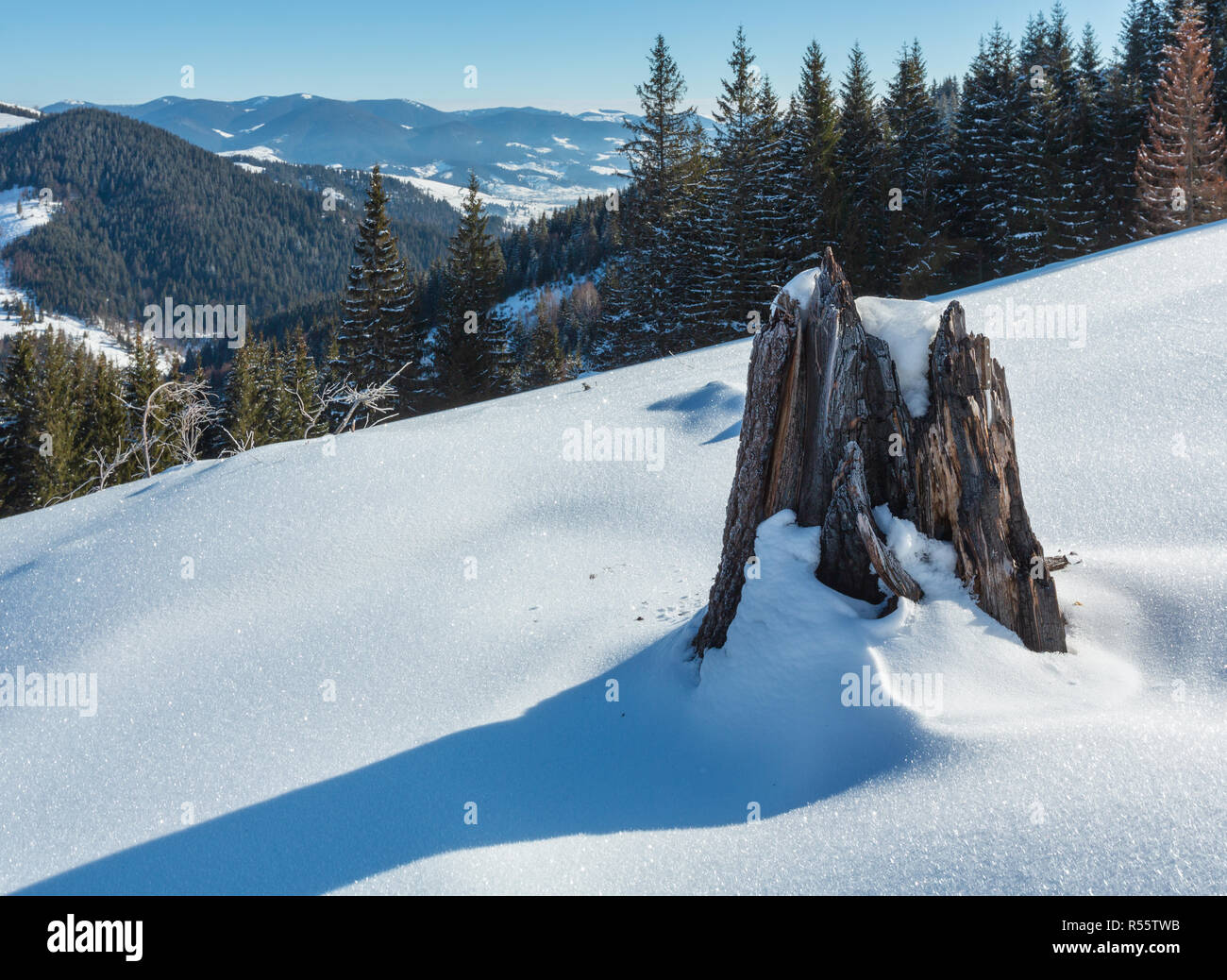Winter morning picturesque mountain hill snow covered and some withered ...