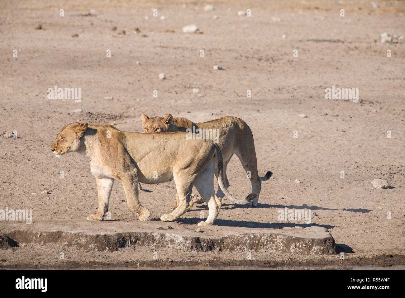 Female lions walking together Stock Photo - Alamy