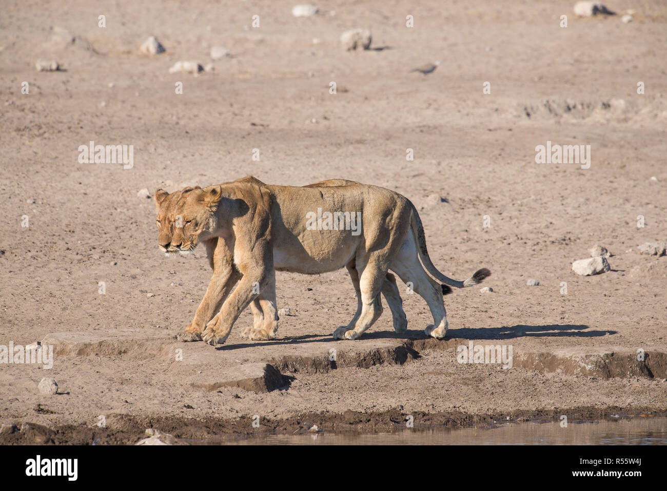 Female lions walking together Stock Photo - Alamy
