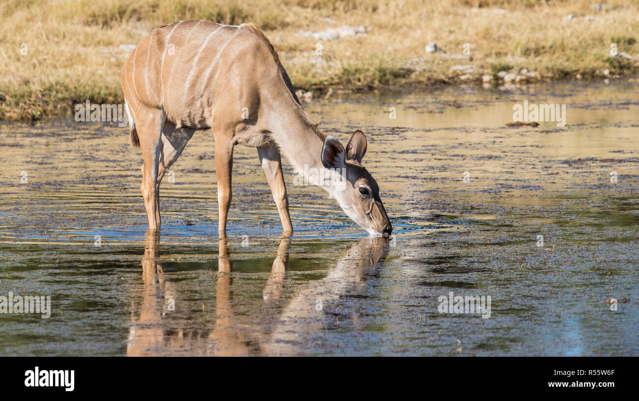 Female kudu drinking at a waterhole Stock Photo - Alamy
