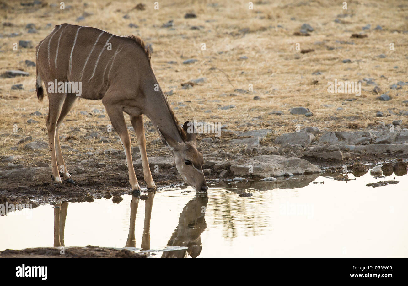 Female kudu drinking at a waterhole Stock Photo - Alamy