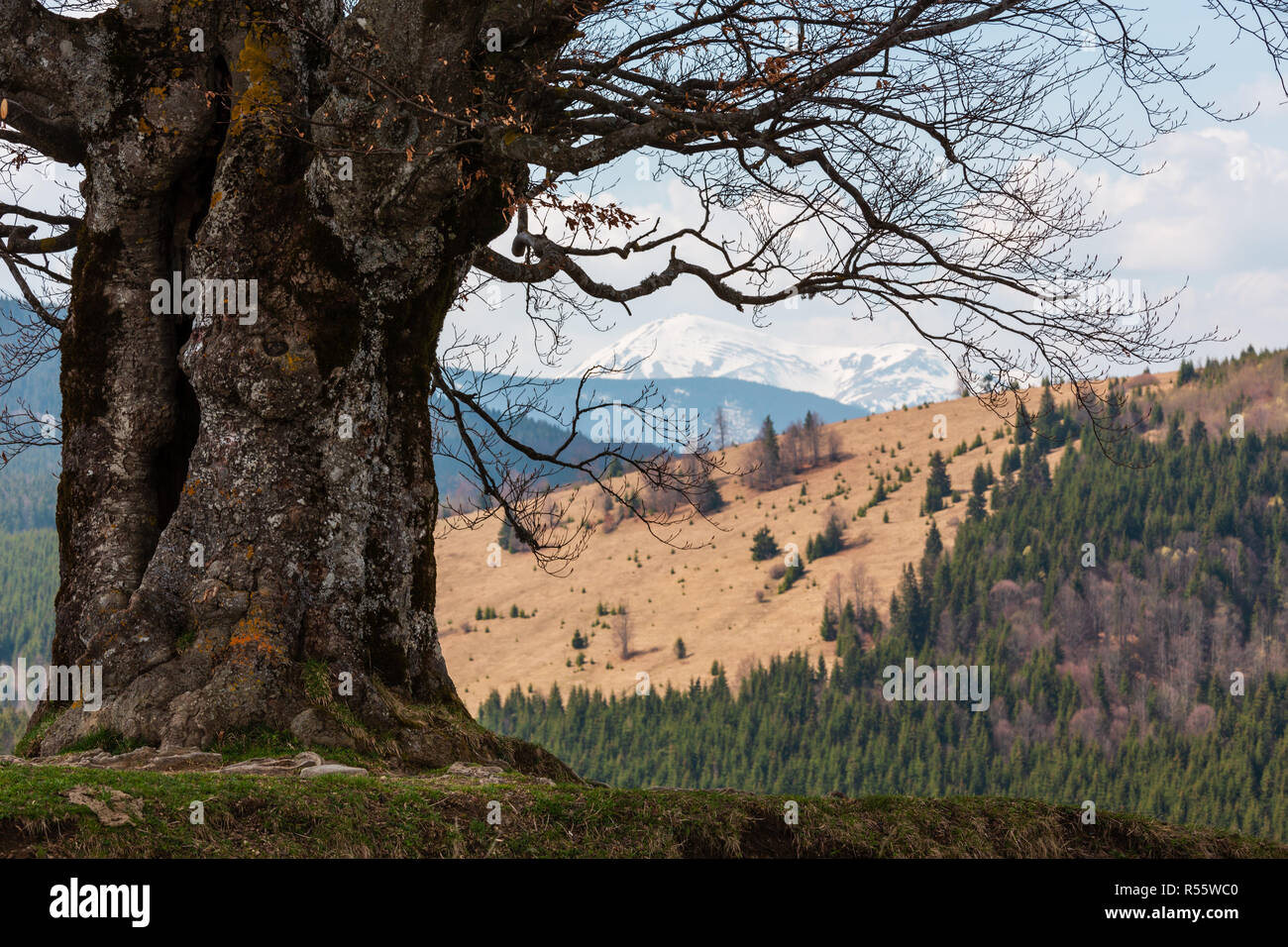 Big lonely leafless tree in spring mountains in cloudy weather. Old ...