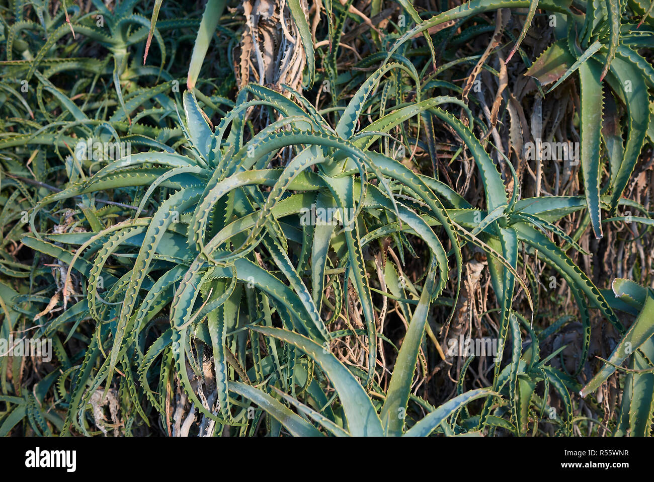 Candelabra aloe aloe arborescens hi-res stock photography and images ...