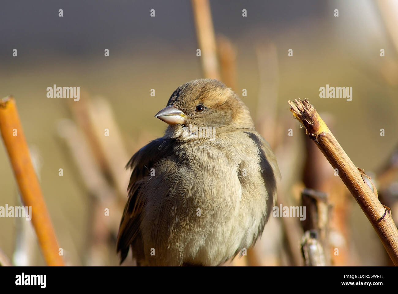 Sparrow attractive bird hi-res stock photography and images - Alamy