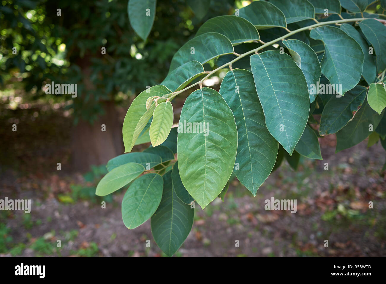 Annona cherimola branch close up Stock Photo - Alamy