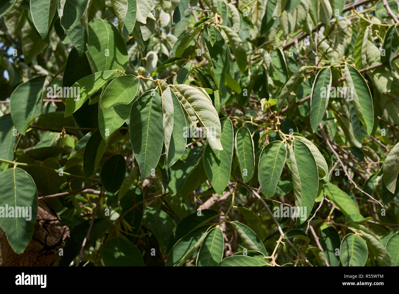 Annona cherimola branch close up Stock Photo - Alamy