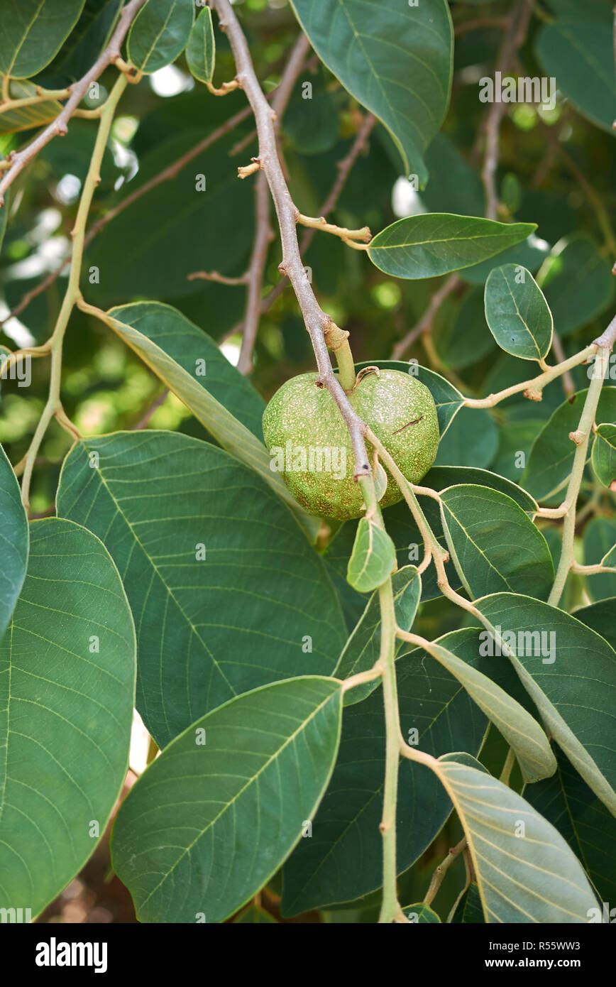 Annona cherimola branch close up Stock Photo - Alamy