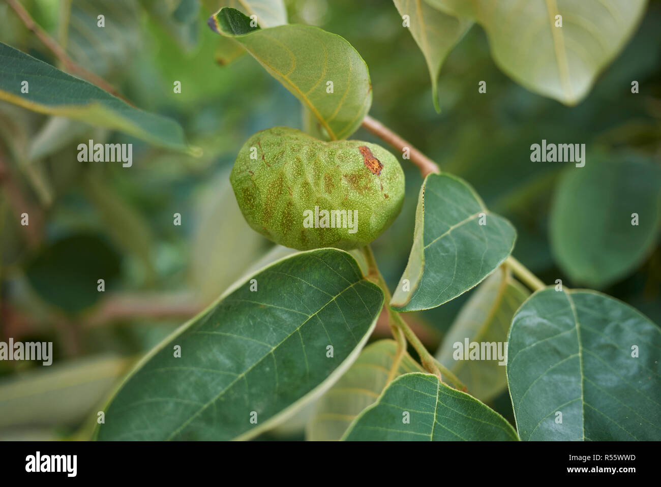 Annona cherimola branch close up Stock Photo - Alamy
