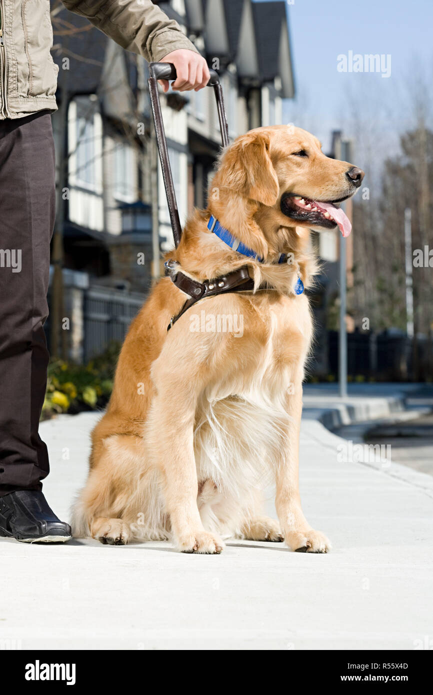 Blind man and a guide dog Stock Photo - Alamy