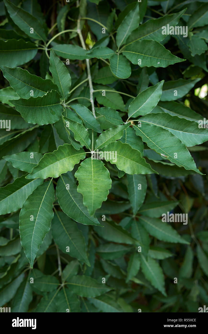 Casimiroa edulis fresh foliage Stock Photo - Alamy