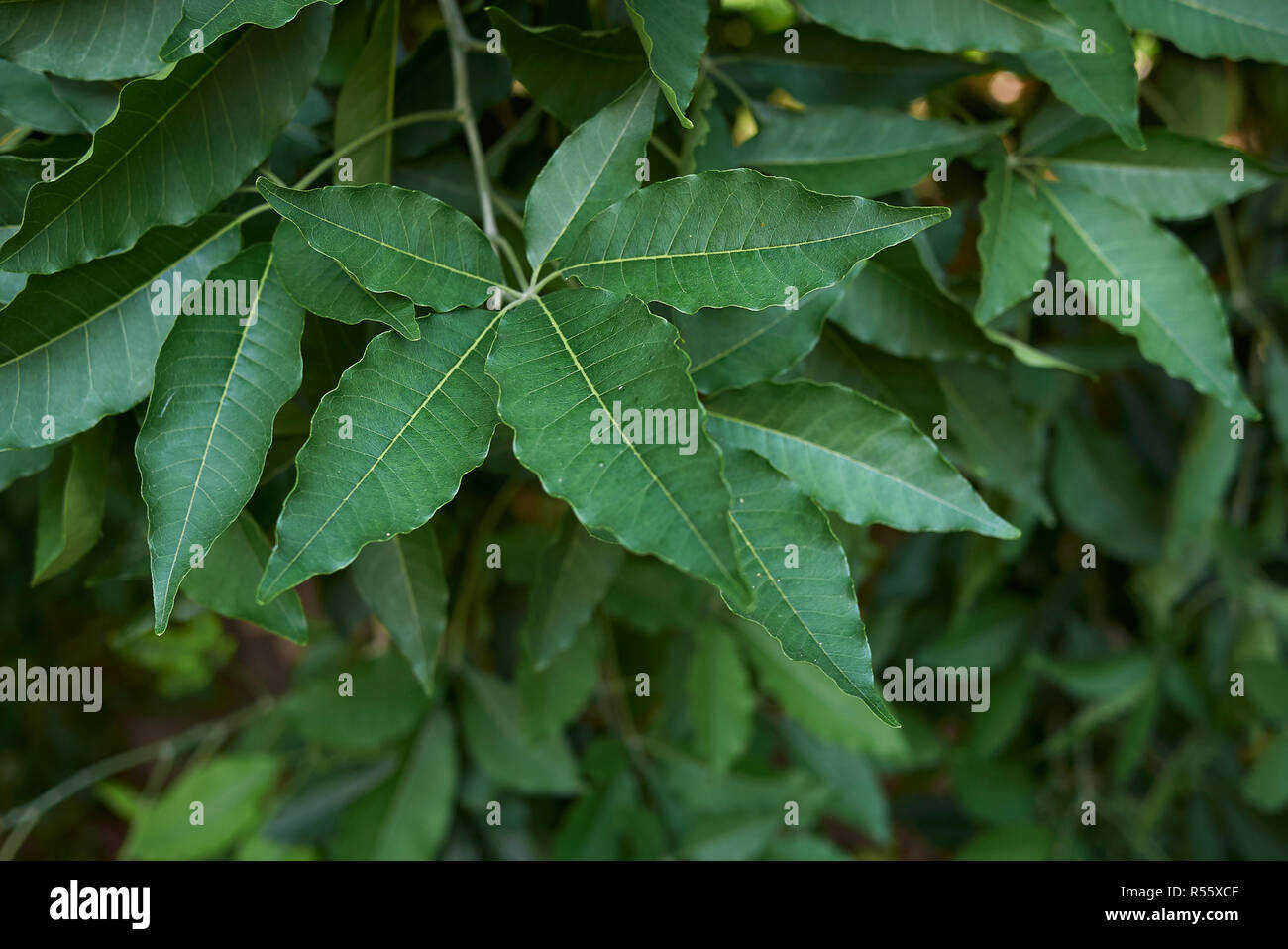 Casimiroa edulis fresh foliage Stock Photo - Alamy