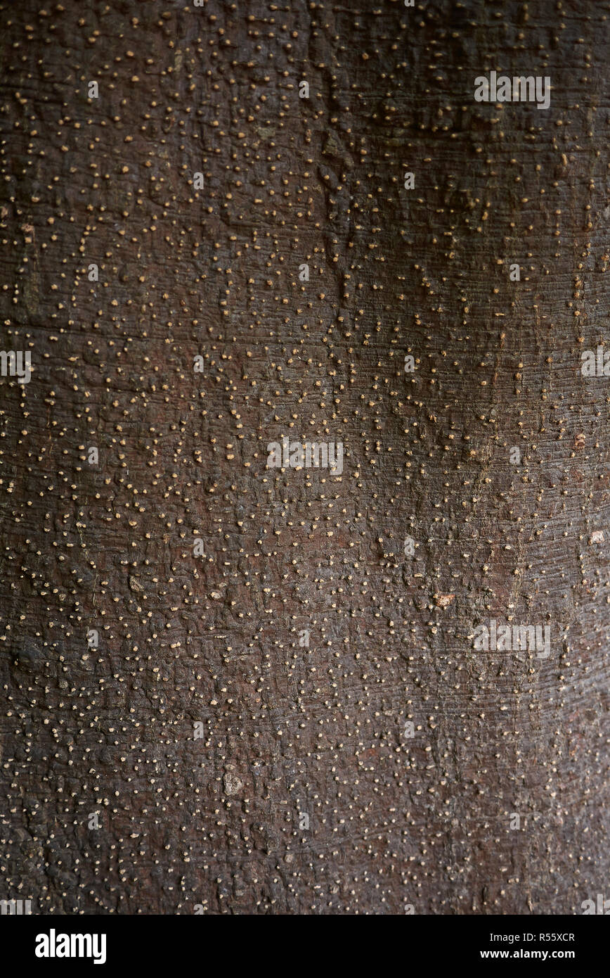 Casimiroa Edulis High Resolution Stock Photography and Images - Alamy