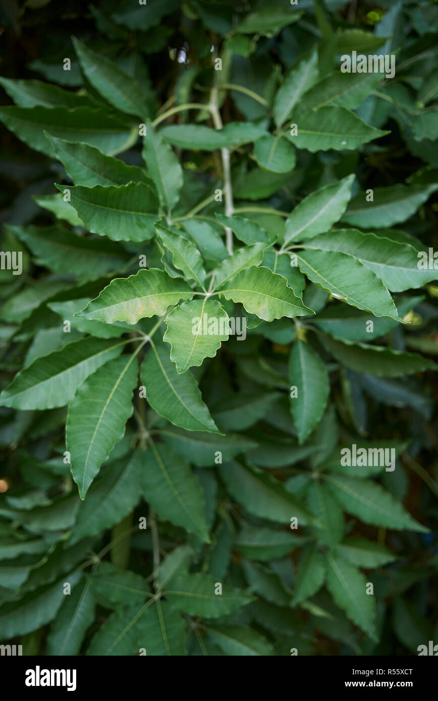Casimiroa edulis hi-res stock photography and images - Alamy