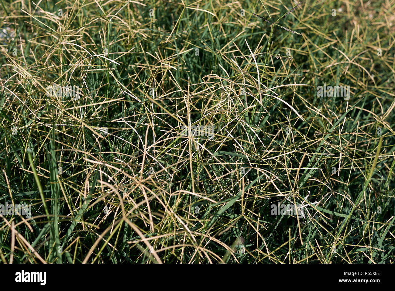 Cynodon dactylon hi-res stock photography and images - Alamy