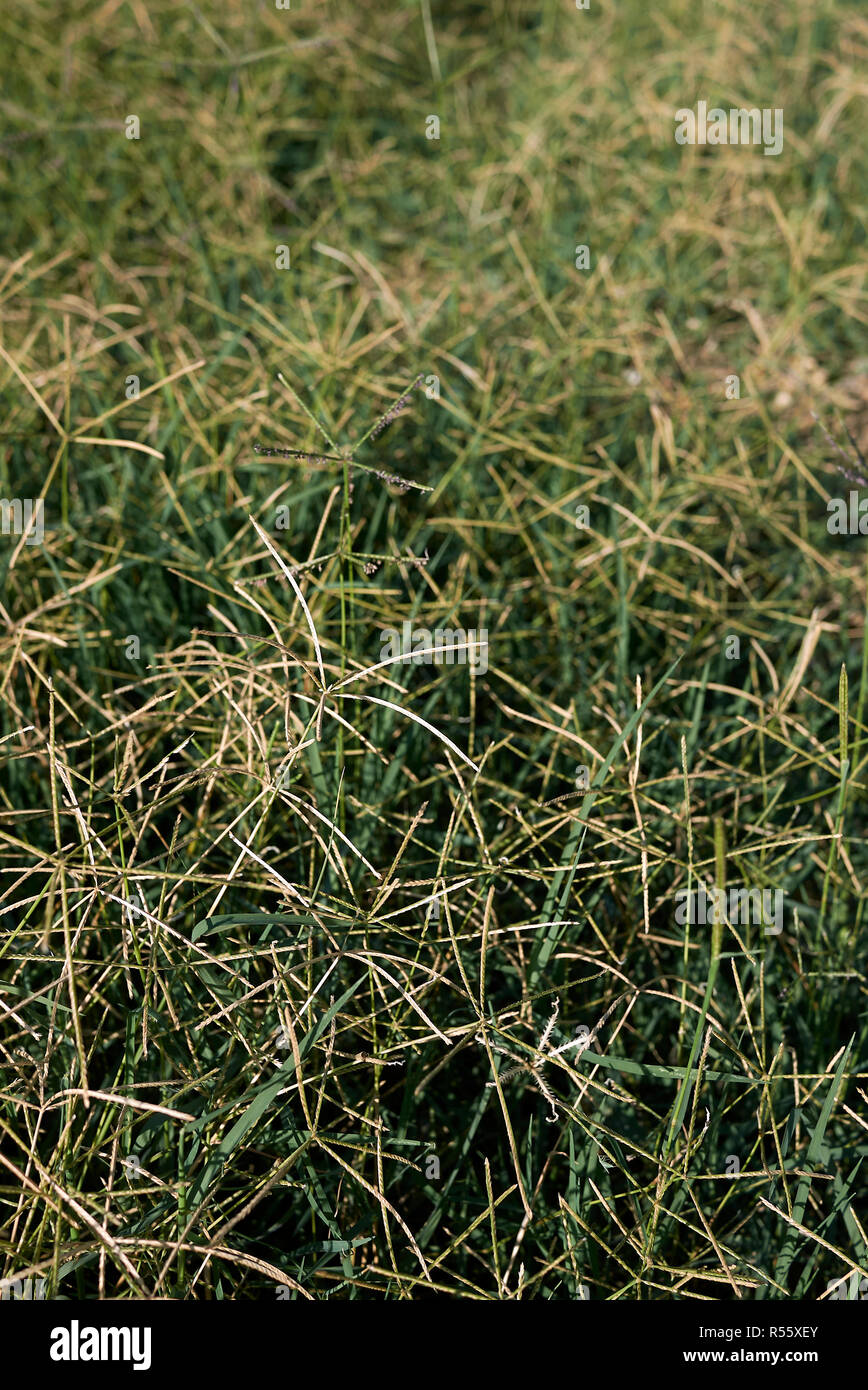 Cynodon dactylon plants Stock Photo - Alamy