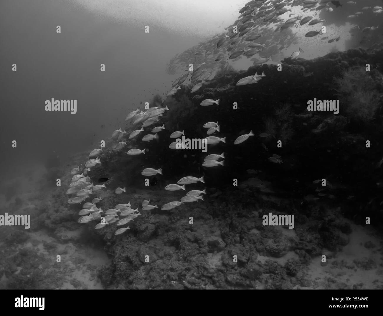 Indian red snapper Black and White Stock Photos & Images - Alamy