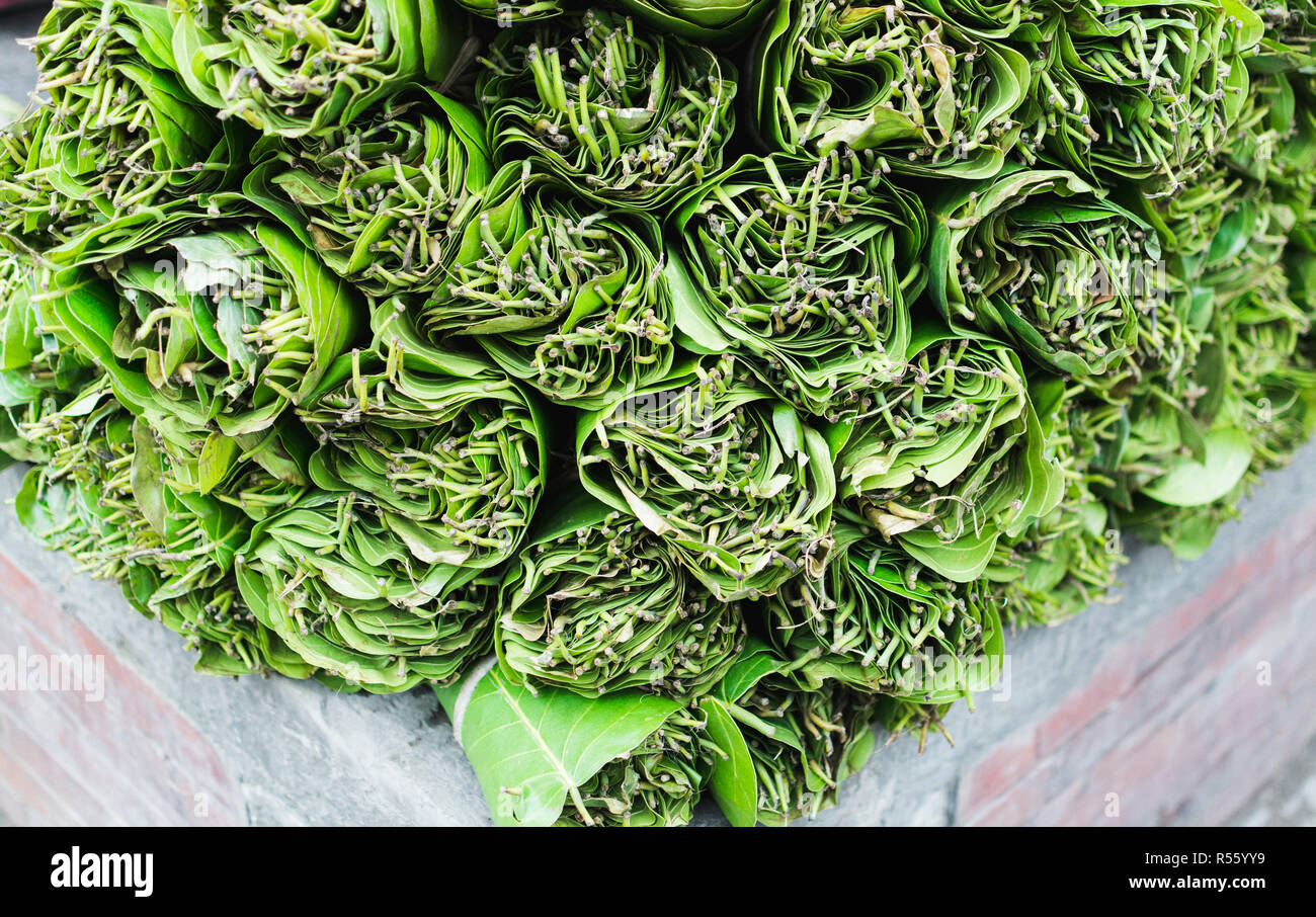 Betel leaves, Piper betle, on sale for medicinal use and as mild ...