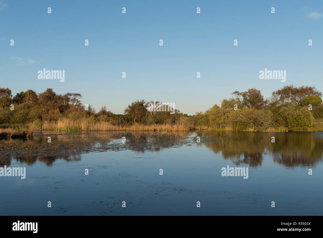 Little Hatchet Pond near Beaulieu in the New Forest, Hampshire, England ...