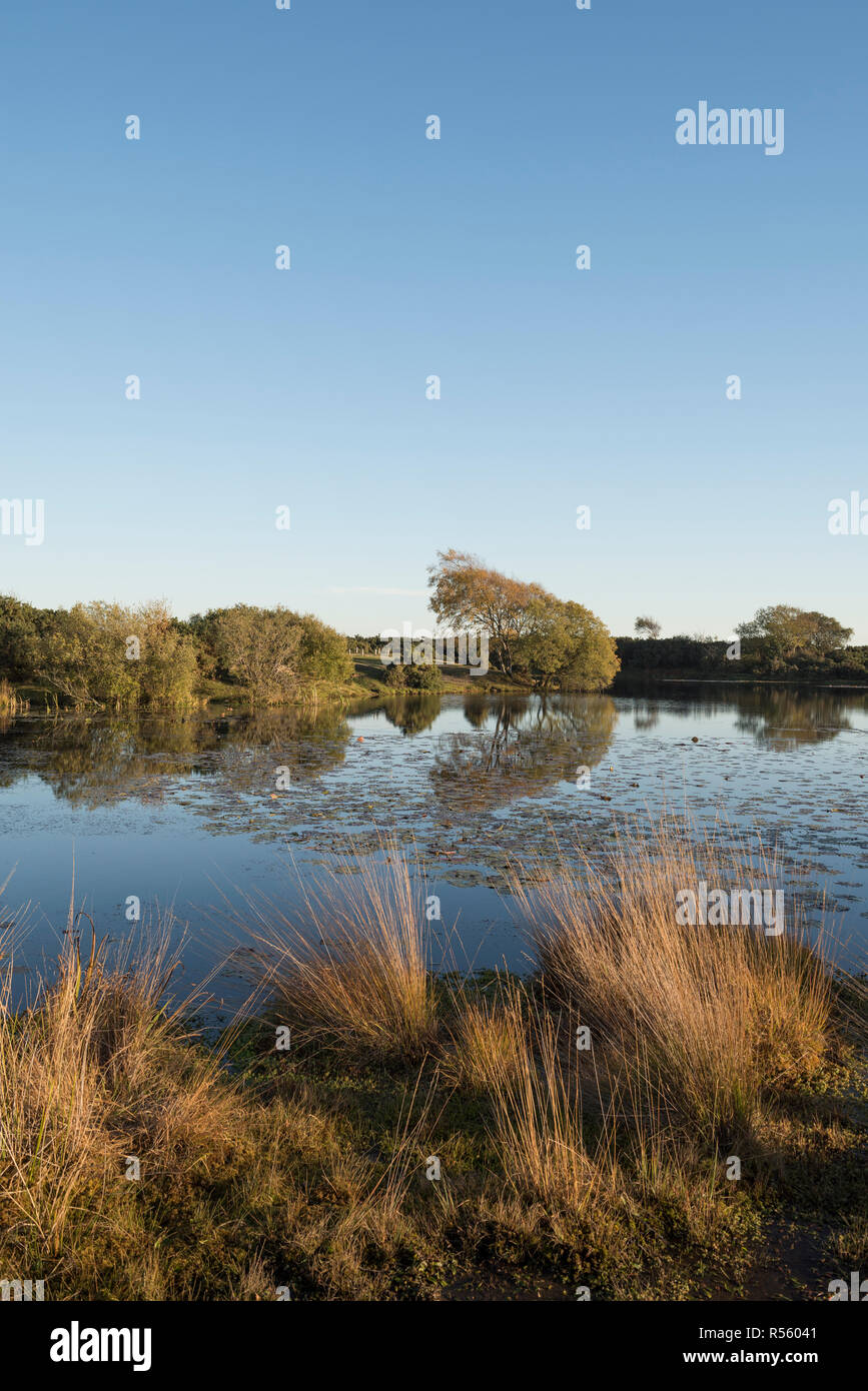 Little Hatchet Pond near Beaulieu in the New Forest, Hampshire, England ...