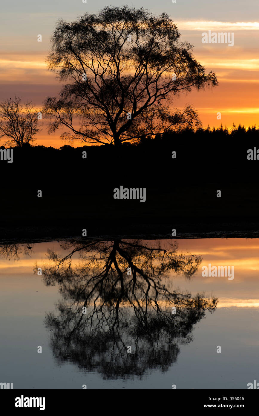 New Forest Plain High Resolution Stock Photography and Images - Alamy