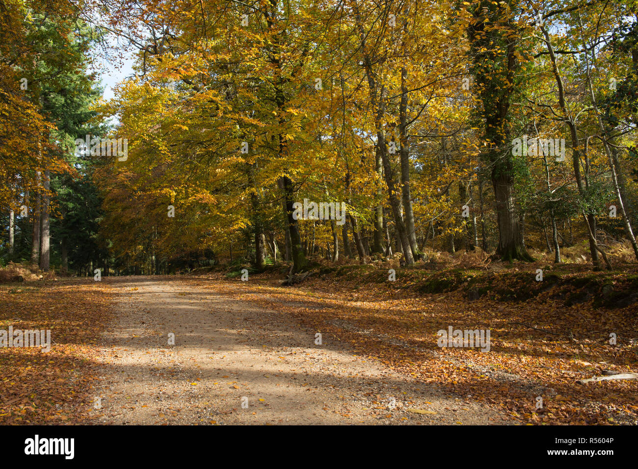 New Forest in Autumn near Burley, Hampshire, England Stock Photo - Alamy