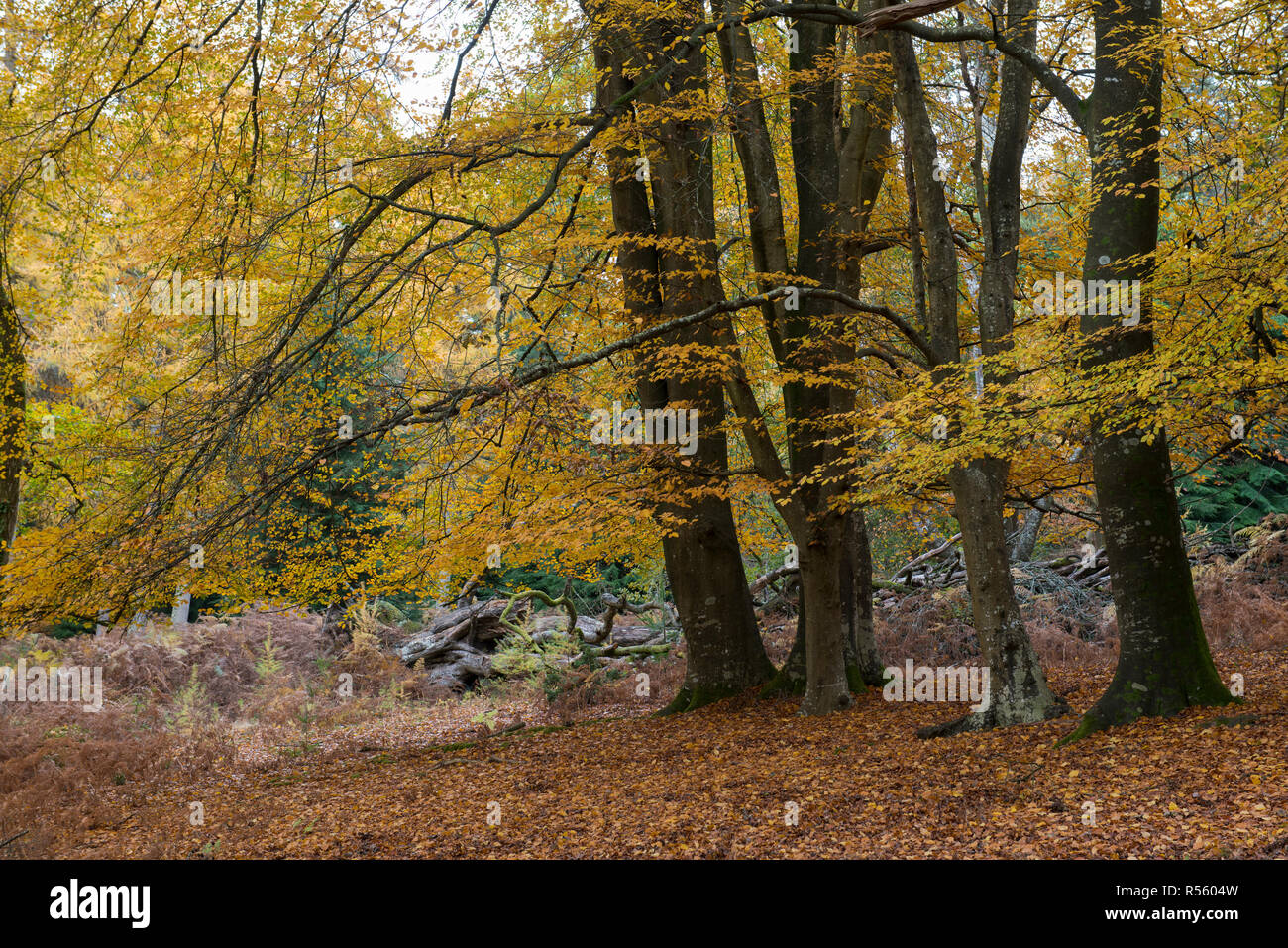 Burley england hi-res stock photography and images - Alamy
