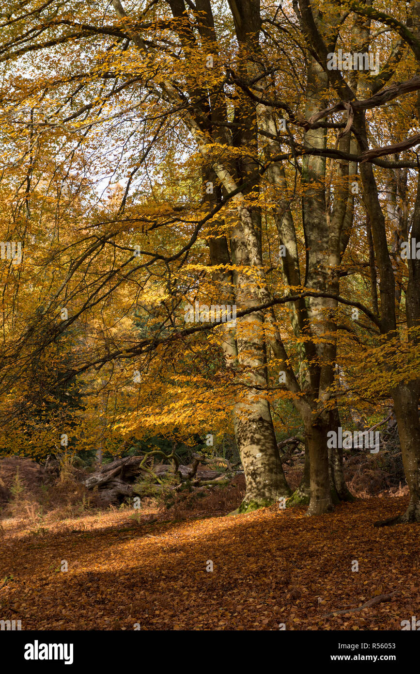 Burley england hi-res stock photography and images - Alamy