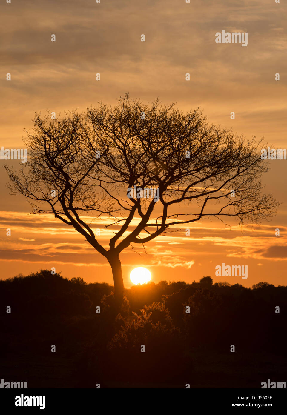 Sunset behind a solitary tree on Fritham Plain in the New Forest ...