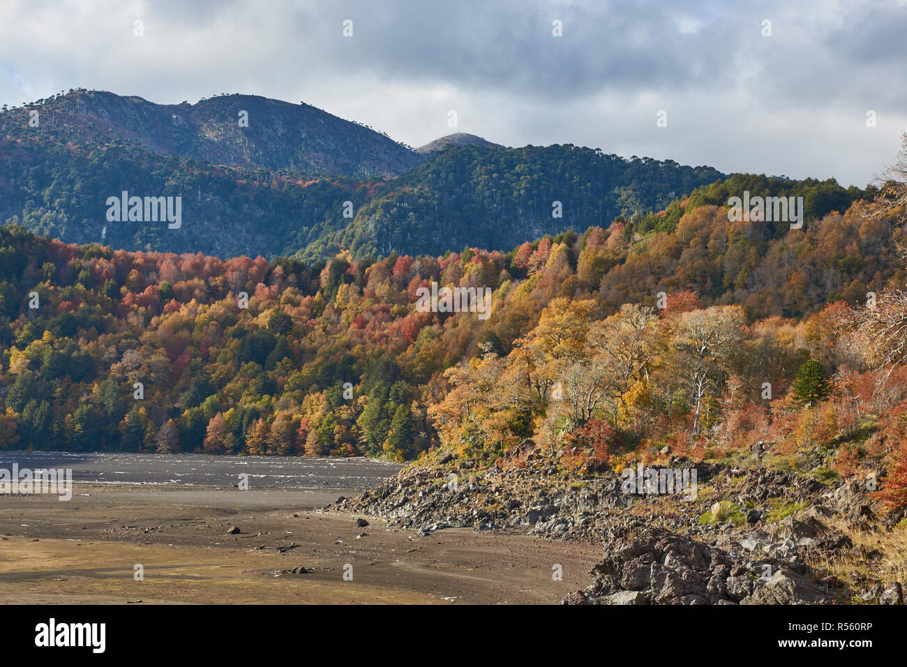 Conguillio National Park in southern Chile. Lake shore of Lago ...