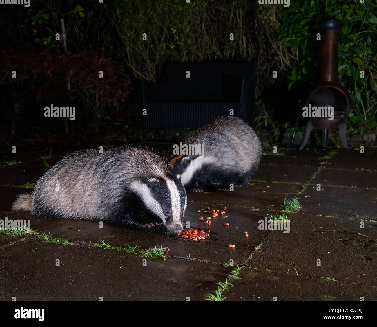 Badgers (Meles meles) feeding in sub-urban garden in Cheshire, England ...