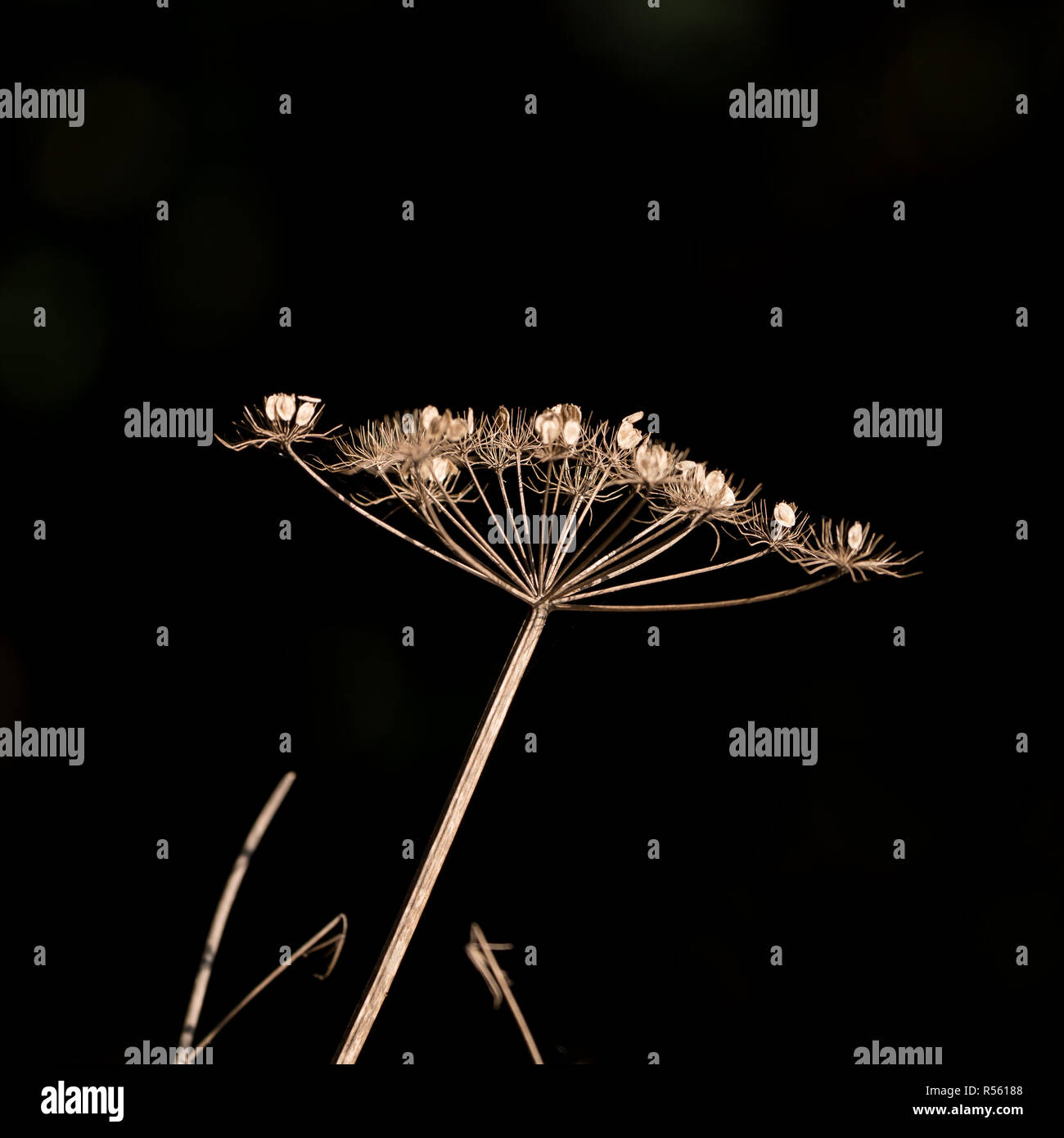 Plants photographed in a woodland during the midday sun. Used streams ...