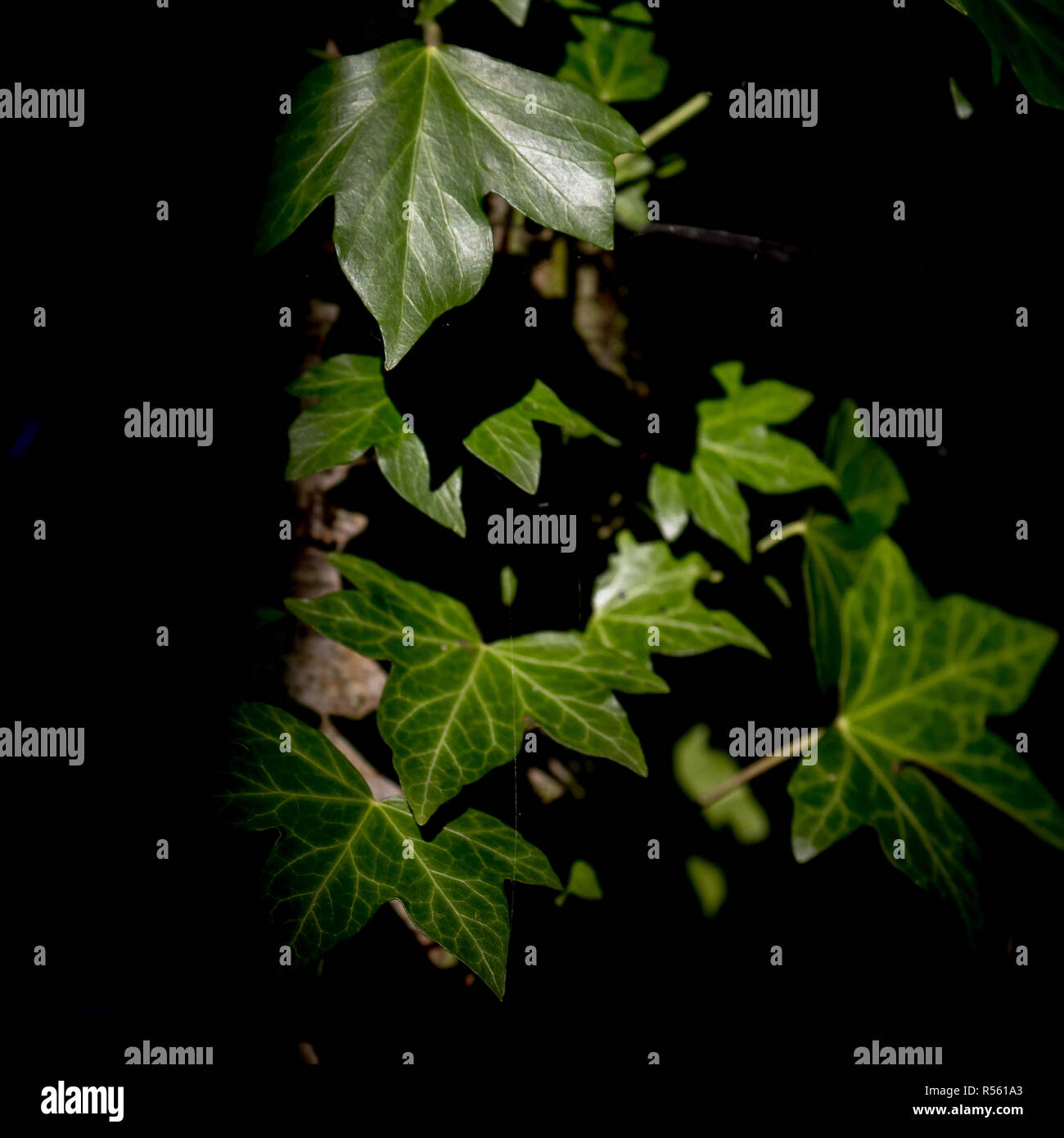 Plants photographed in a woodland during the midday sun. Used streams ...