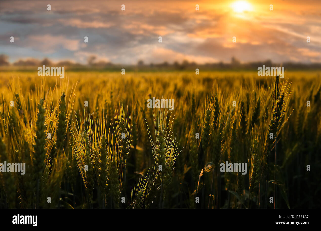 Sunset wheat field Stock Photo - Alamy