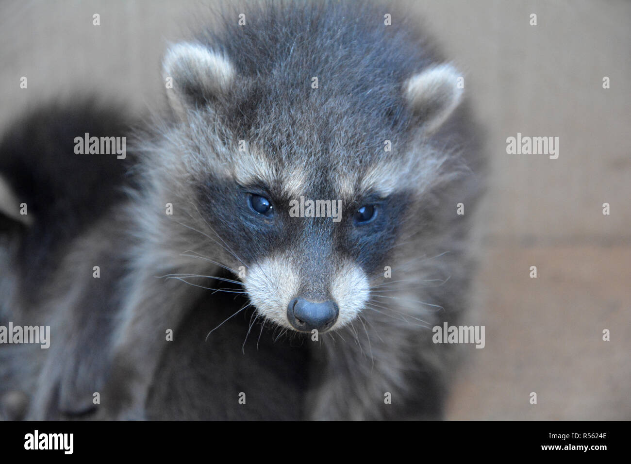a baby racoon Stock Photo - Alamy