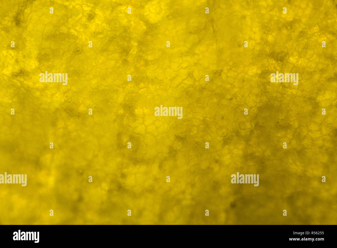 Yellow pepper under the microscope Stock Photo - Alamy