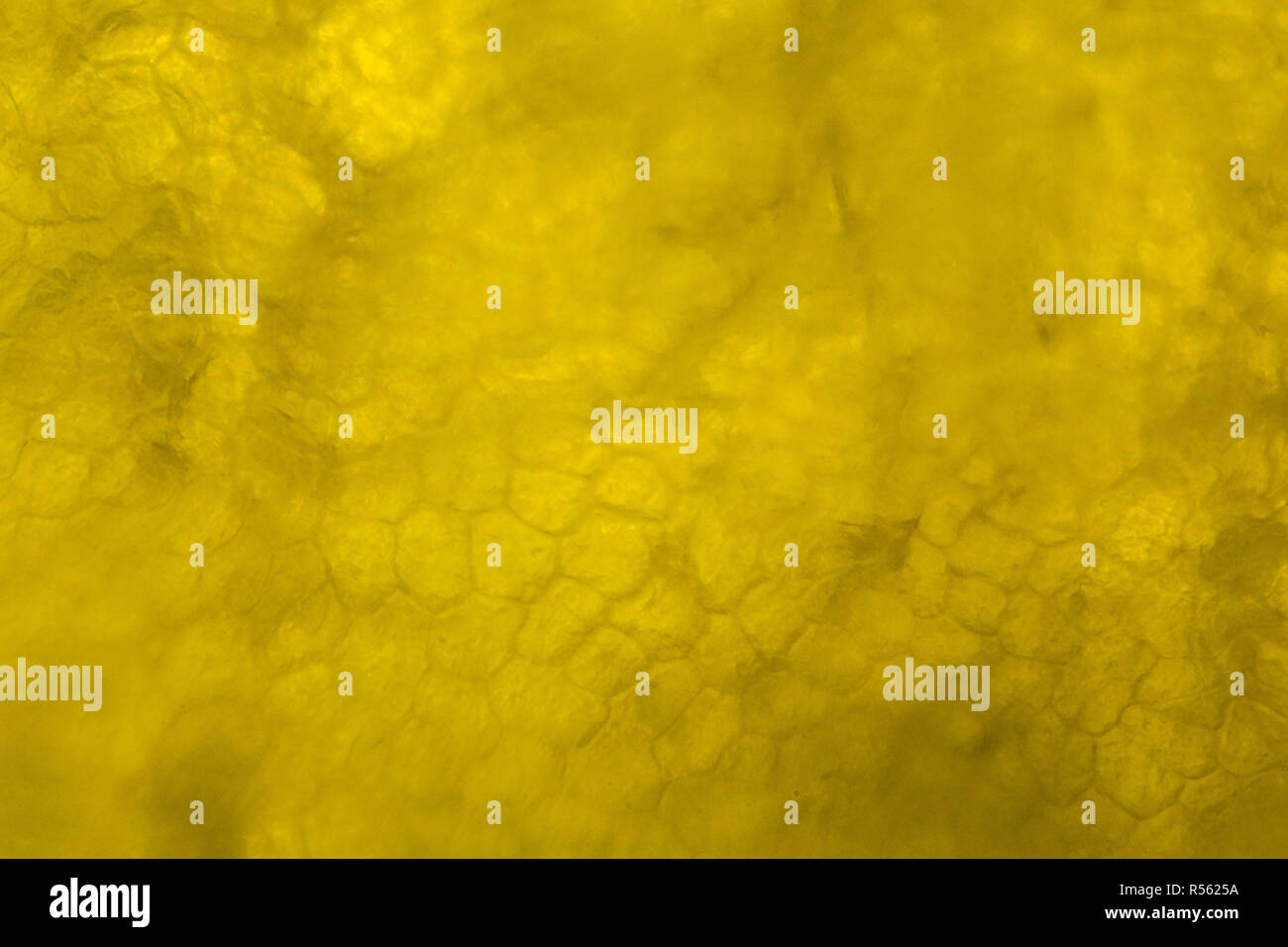 Yellow pepper under the microscope Stock Photo - Alamy