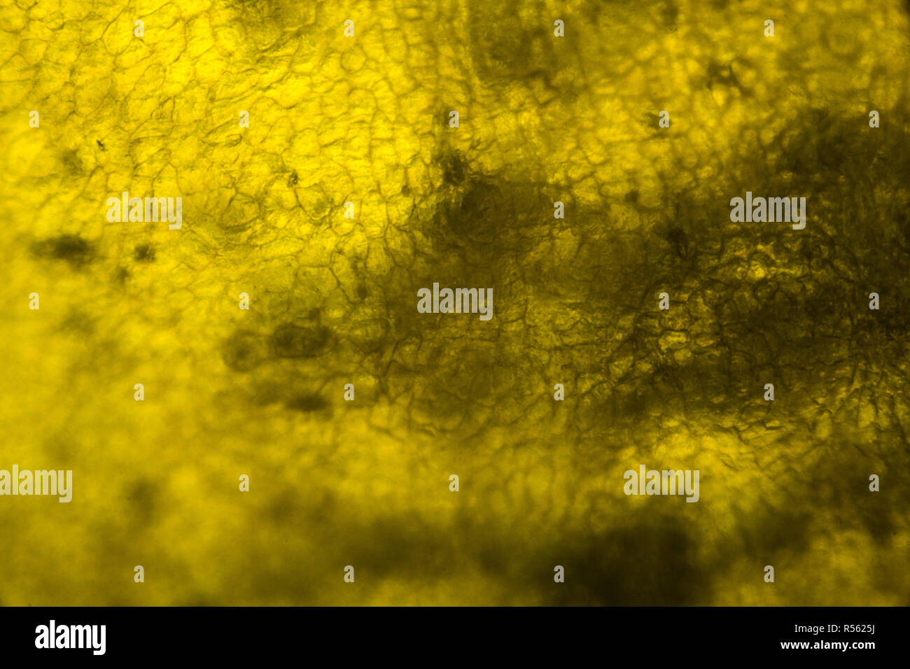 Yellow pepper under the microscope Stock Photo - Alamy