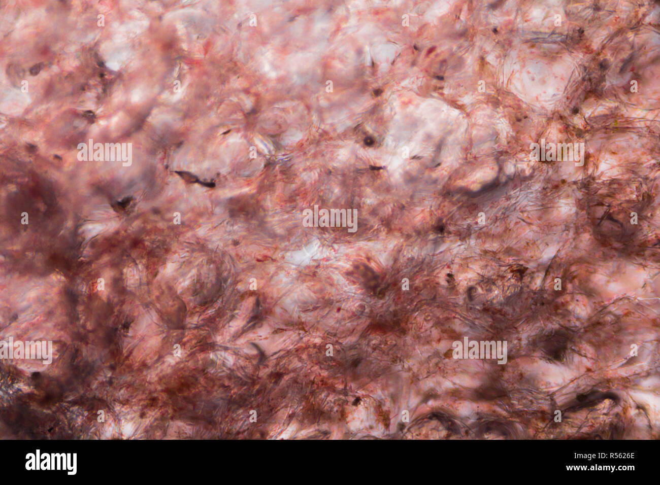 Tomato under the microscope Stock Photo - Alamy