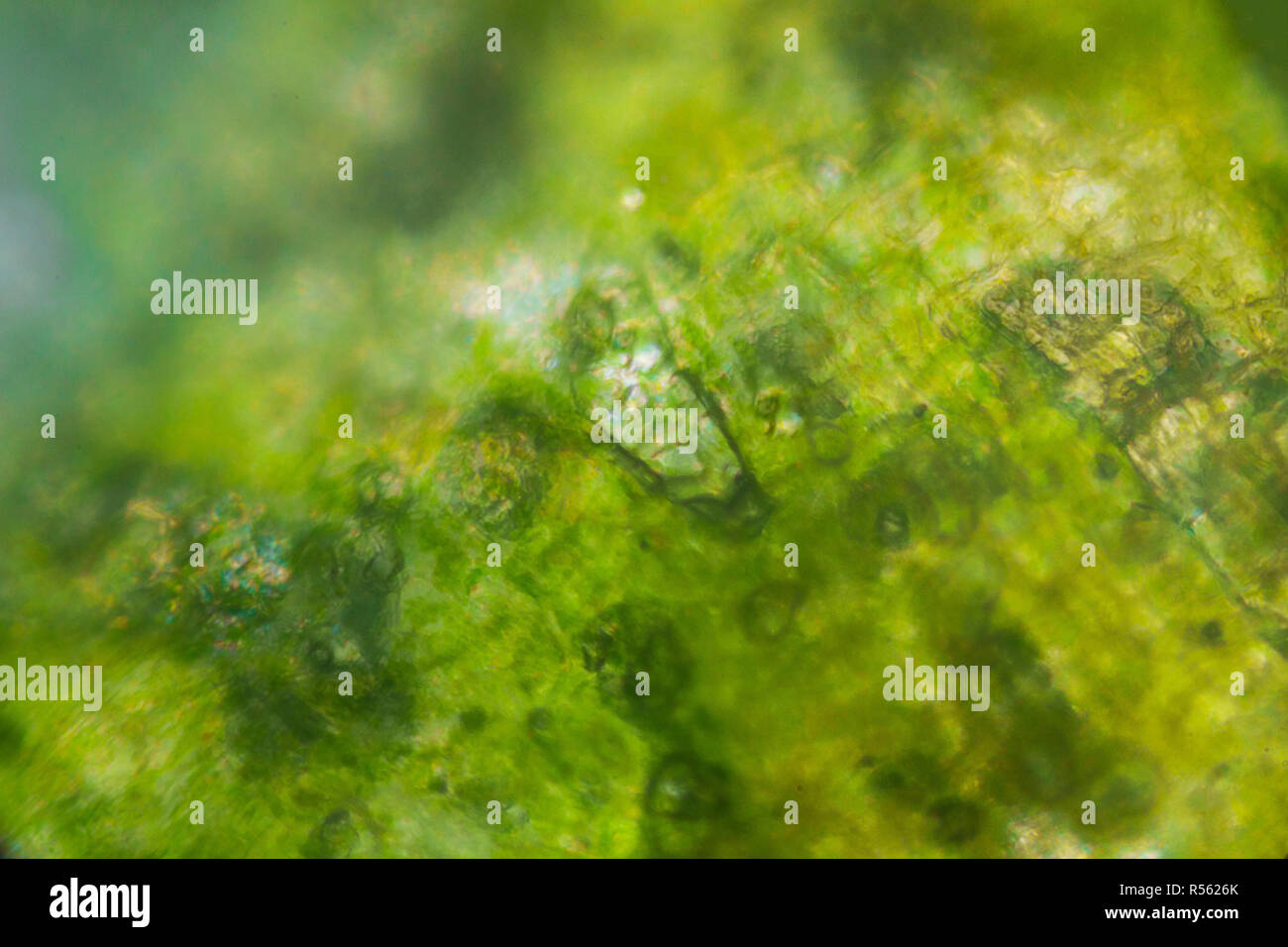 Big microscope hi-res stock photography and images - Alamy