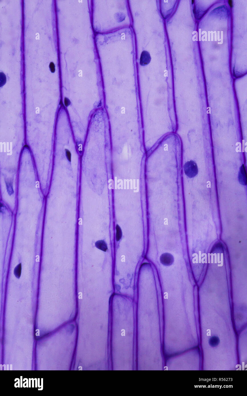 Purple onion peel under the microscope Stock Photo - Alamy