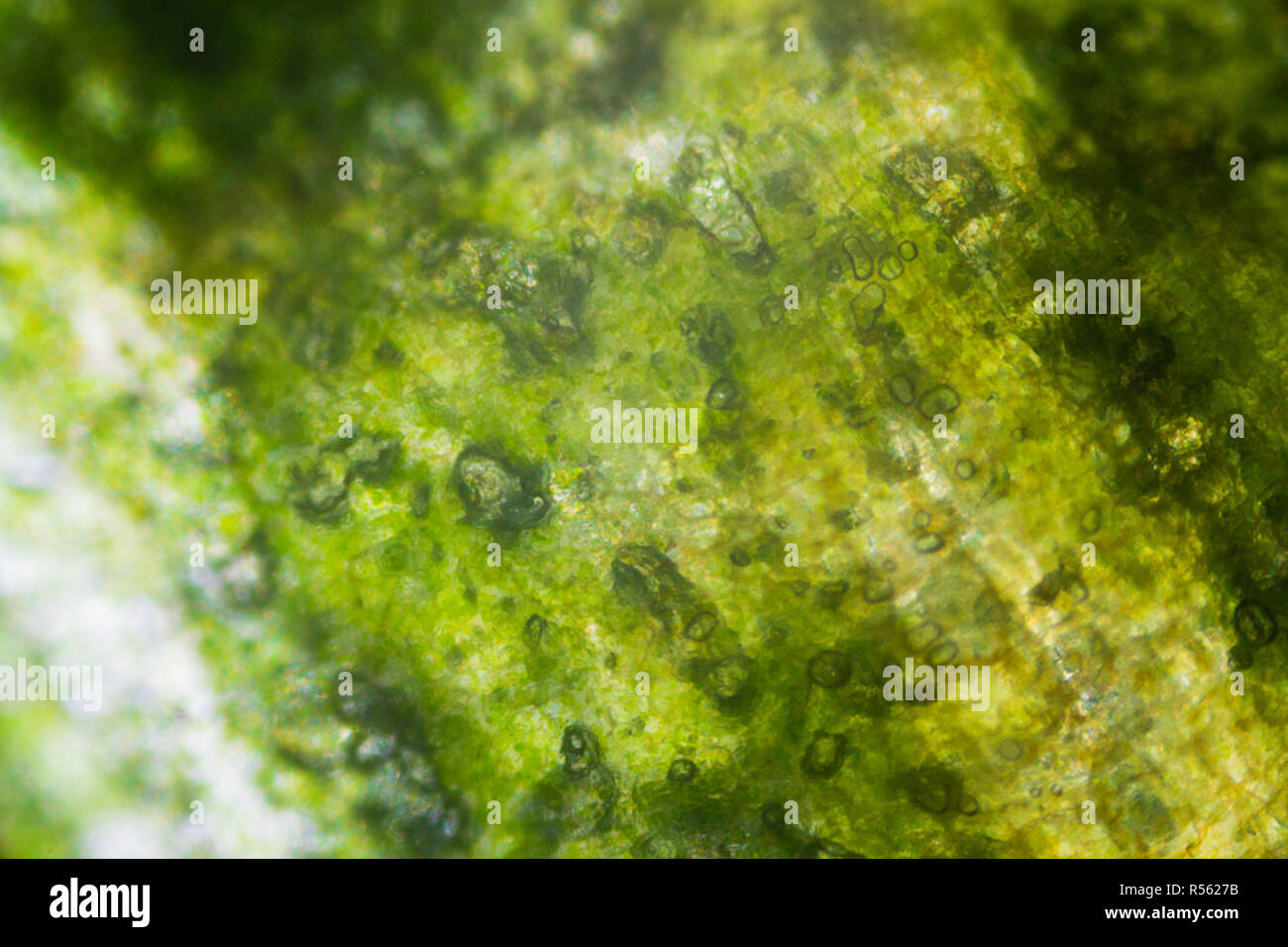 Pickled cucumber under the microscope Stock Photo - Alamy