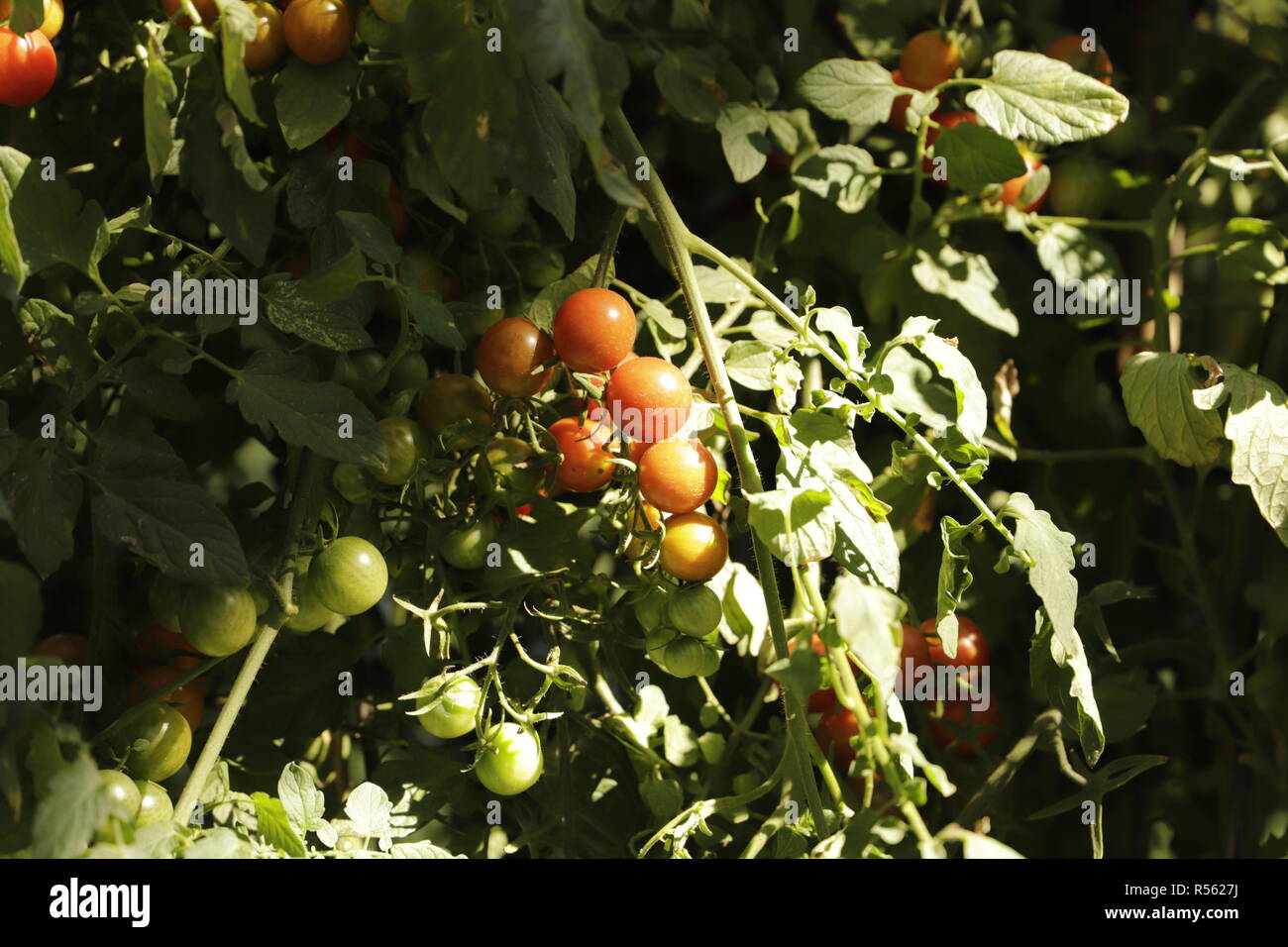 Tomato plants with many tomatoes Stock Photo - Alamy