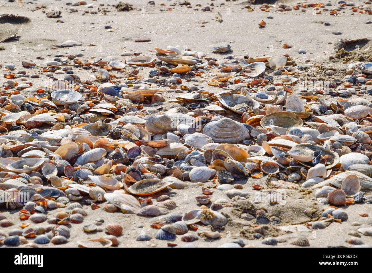 Shells on the sea beach sand. Sea coastal sand on the beach Stock Photo ...
