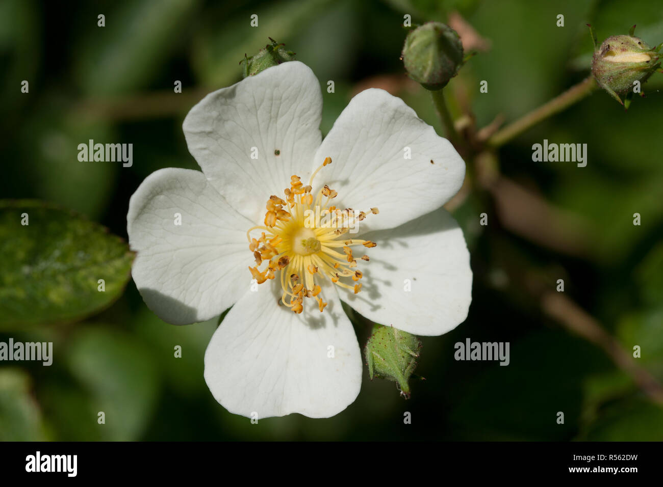 Rose helenae hi-res stock photography and images - Alamy