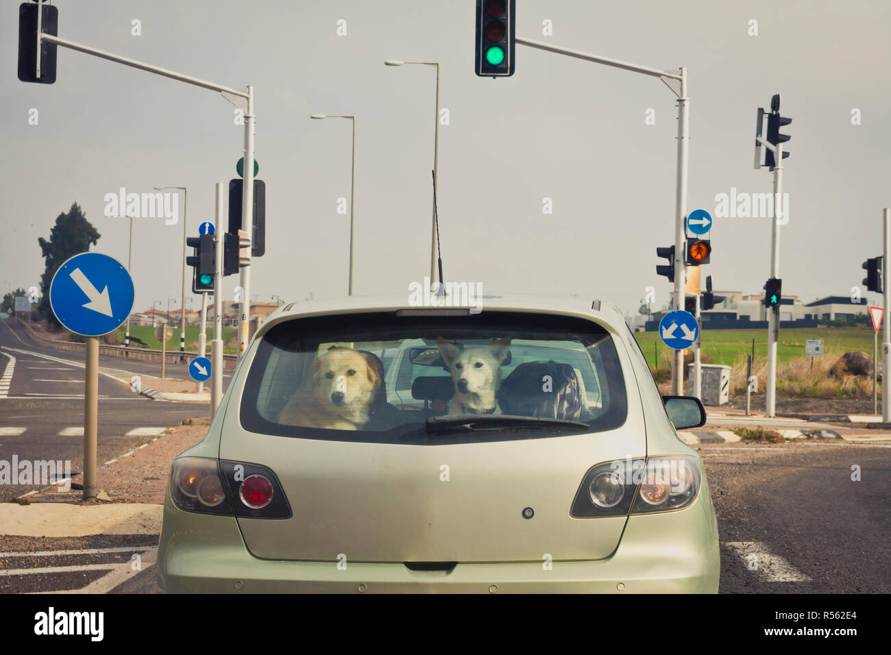 Two dogs behind the rear car window Stock Photo - Alamy
