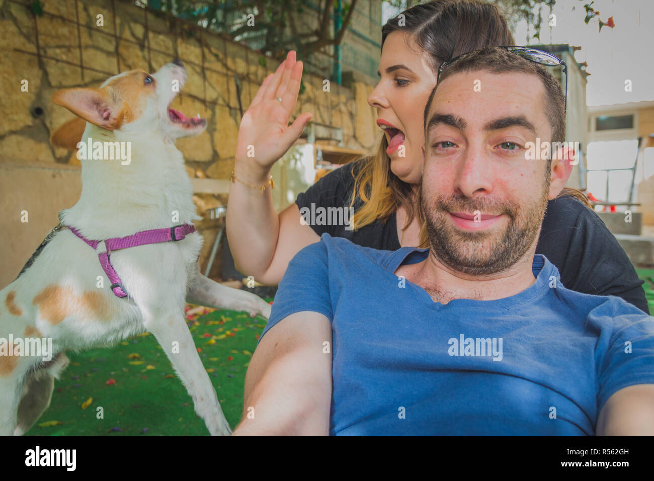 Playful and excited jack russell terrier dog surprise and interrupt to ...