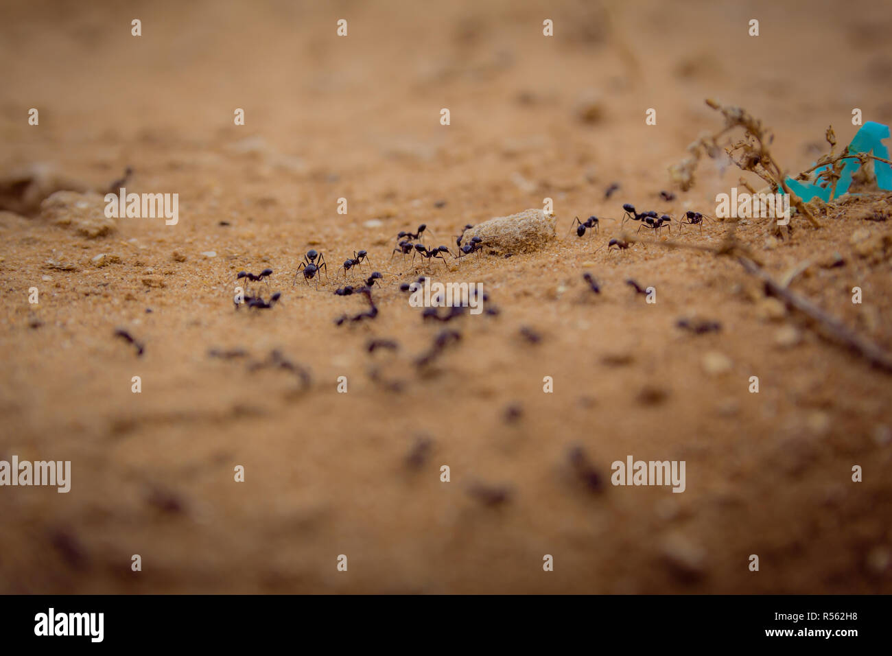 Ant trail formation hi-res stock photography and images - Alamy