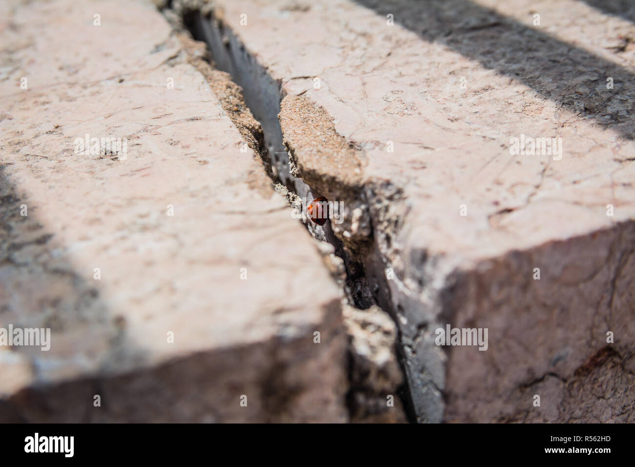 Ladybug hiding hi-res stock photography and images - Alamy
