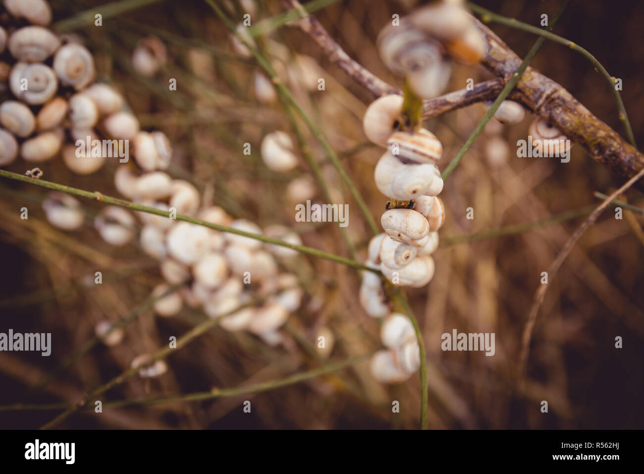 Snail shell nest hi-res stock photography and images - Alamy